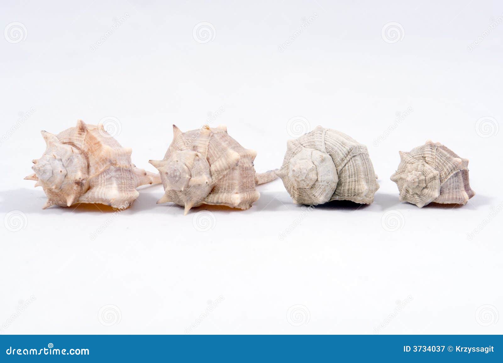Four seashells on white stock image. Image of creative - 3734037
