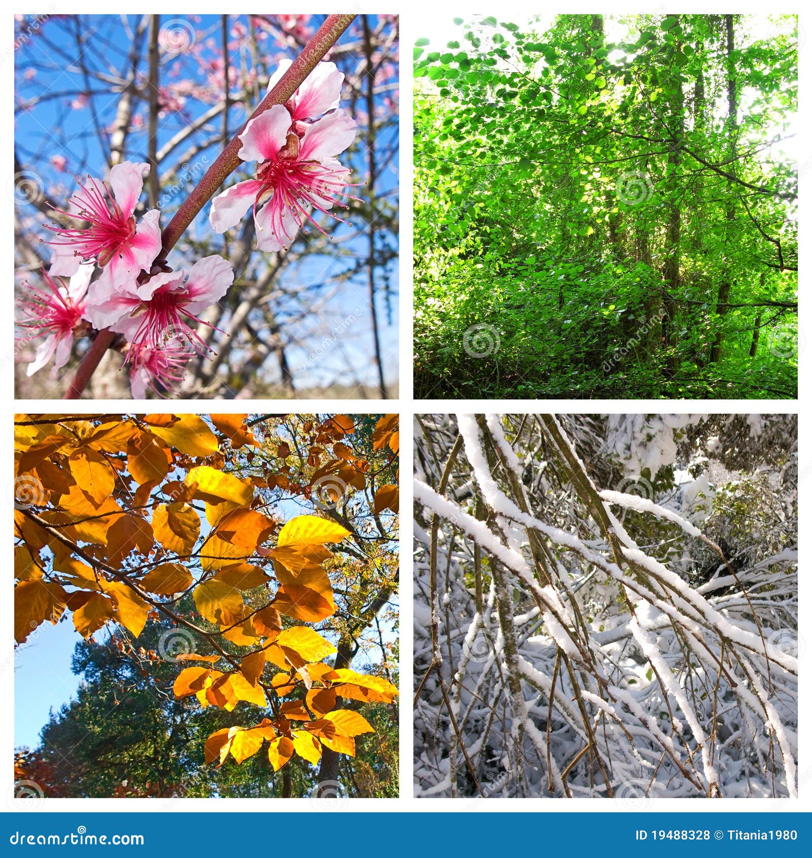 Four seasons collage stock photo. Image of natural, seasonal - 19488328