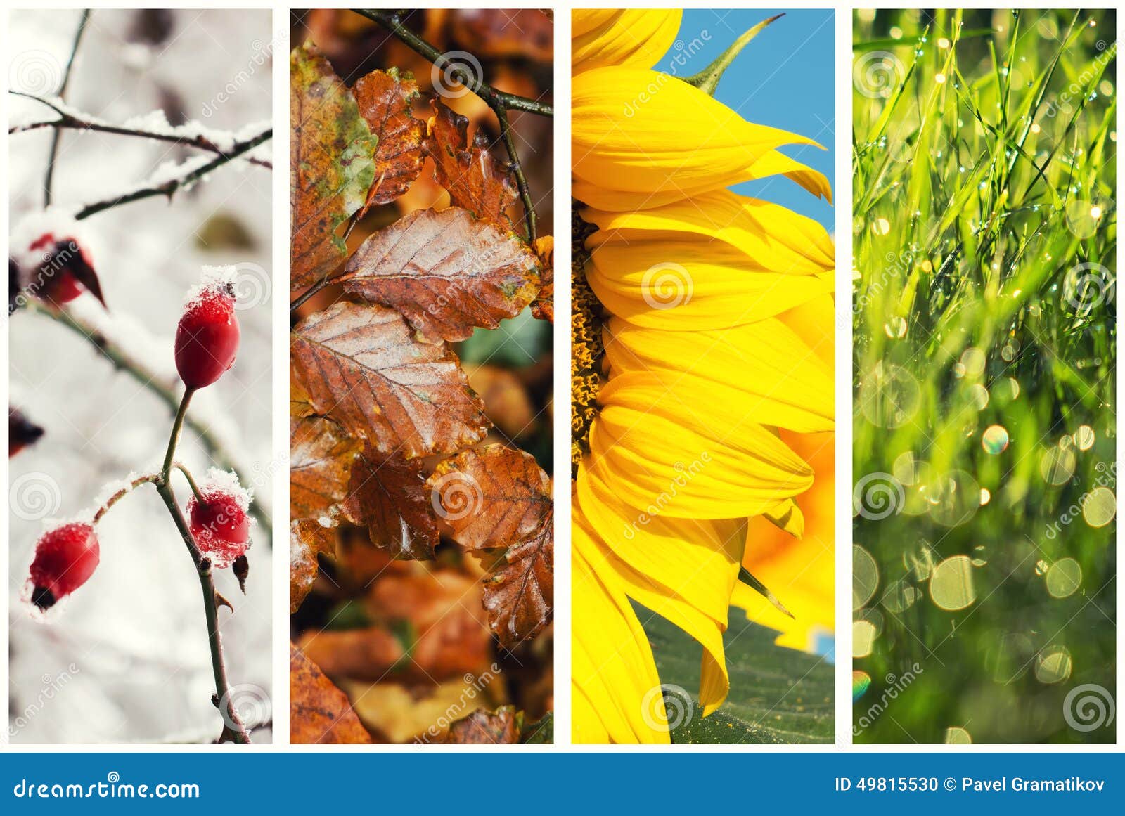 Four seasons collage stock photo. Image of autumn, plant - 49815530