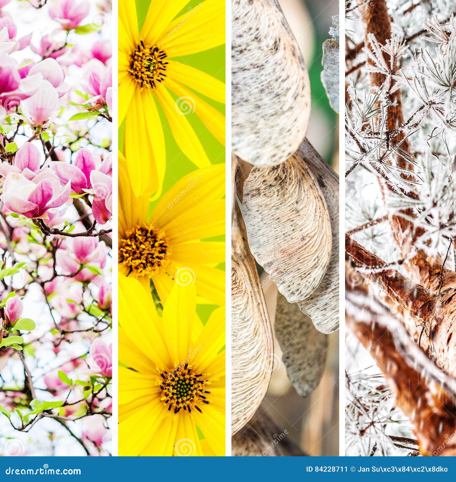 Four seasons collage stock image. Image of blossom, brown - 84228711