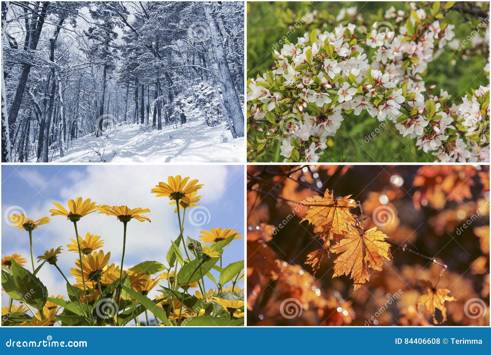 Four seasons collage stock photo. Image of blue, branch - 84406608