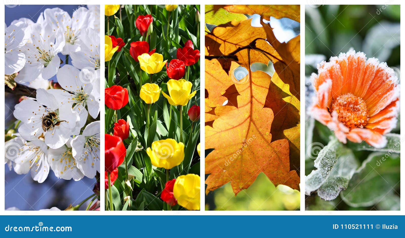 Four Seasons Collage: Spring, Summer, Stock Image - Image of four ...
