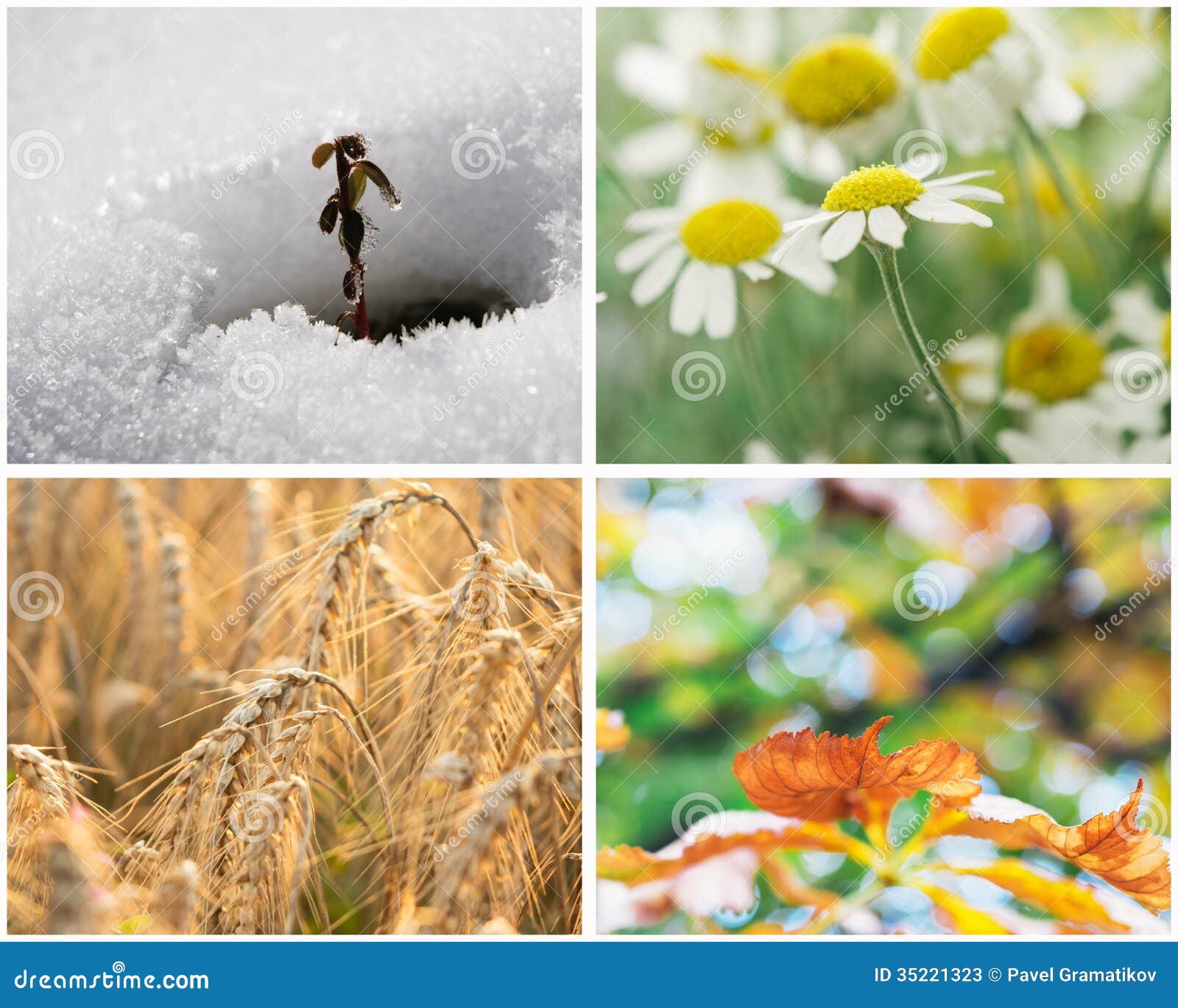 Four seasons collage stock image. Image of four, outdoors - 35221323