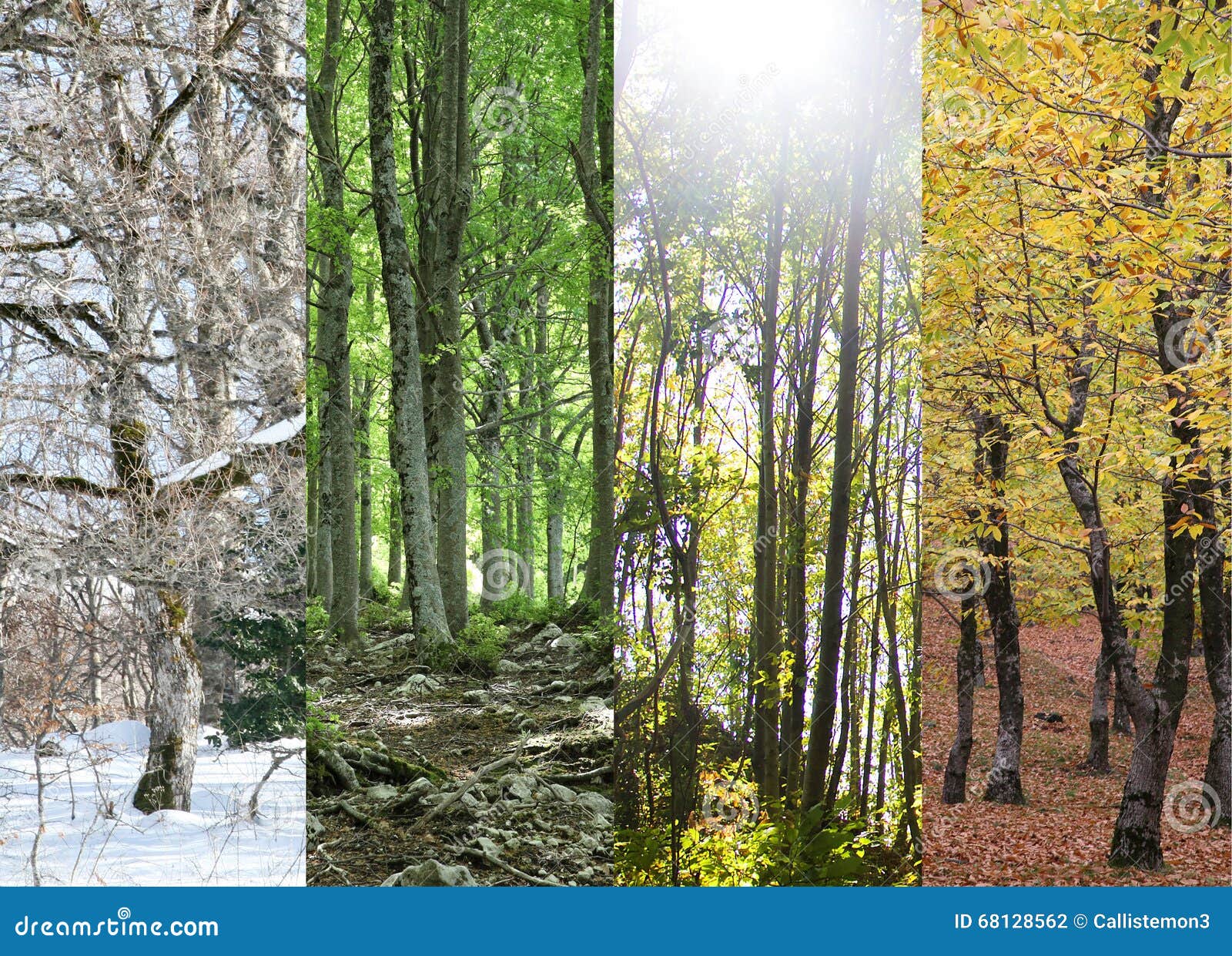 Four seasons collage stock photo. Image of sesonal, landscape - 68128562