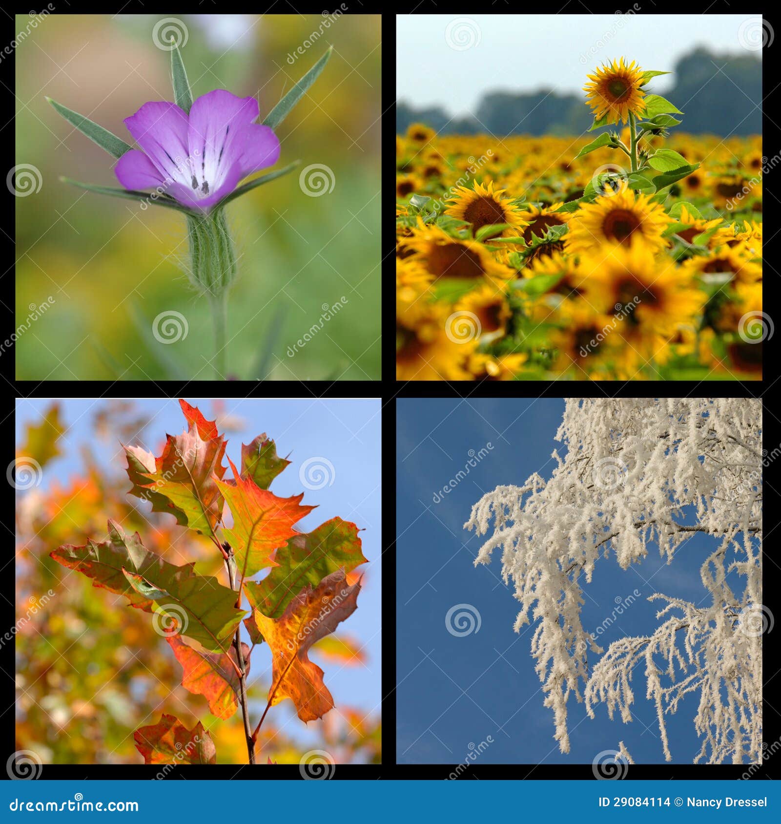 Four seasons collection stock photo. Image of cold, blur - 29084114