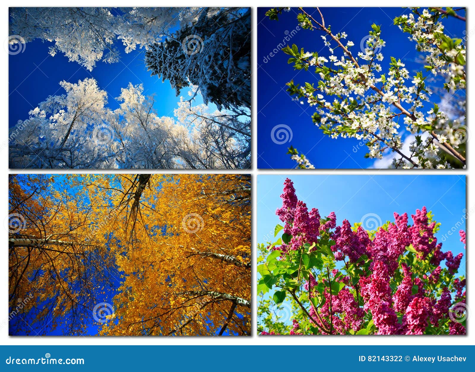Four seasons in the forest stock photo. Image of forest - 82143322