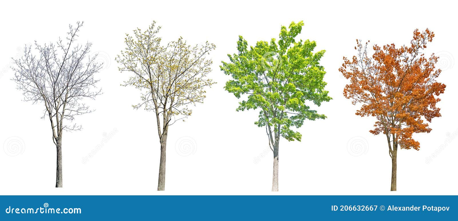 Four Seasons Medium Maple Tree Isolated on White Stock Image - Image of ...