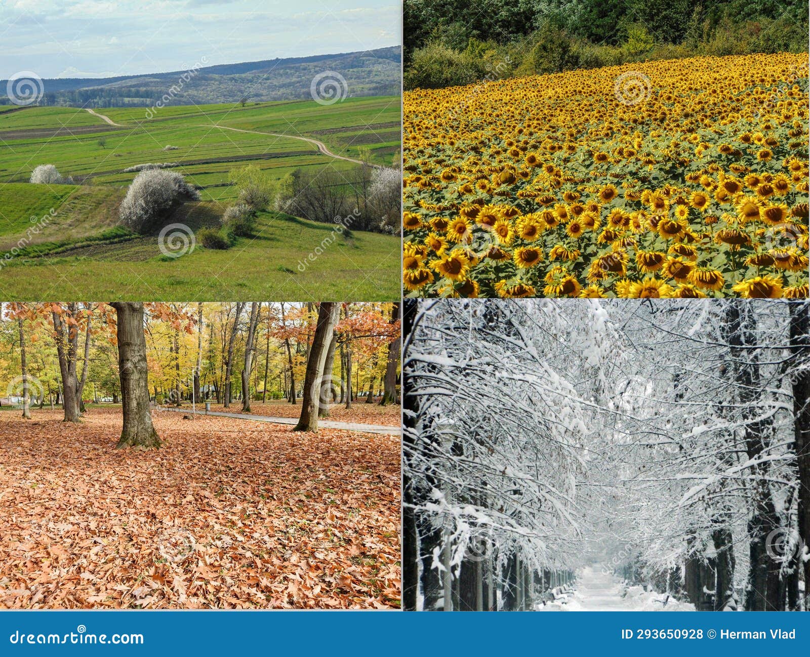 The Four Seasons in One Image. Collage with Spring, Summer, Autumn ...