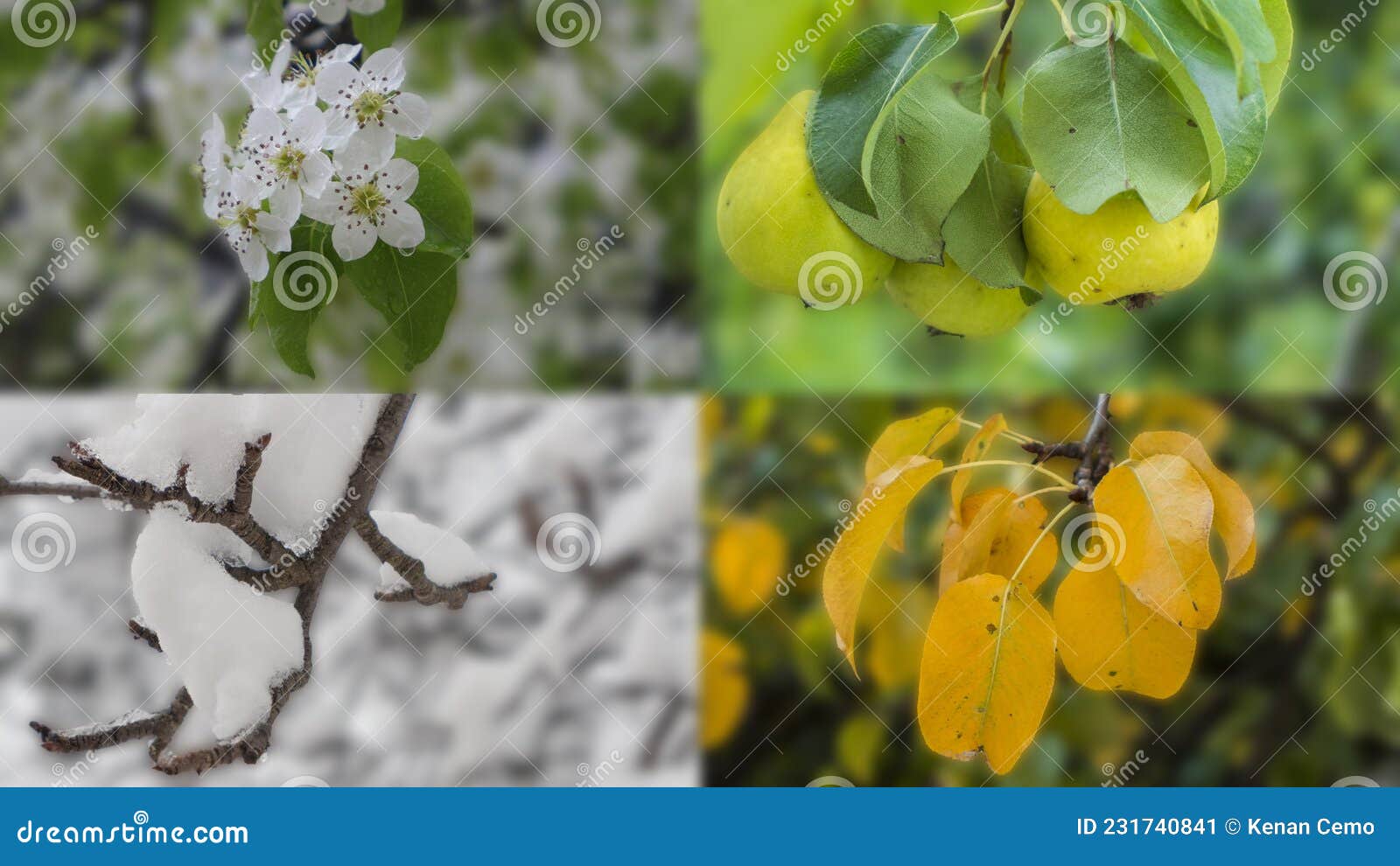 Four Seasons of One Pear Tree Stock Image - Image of texture, four ...