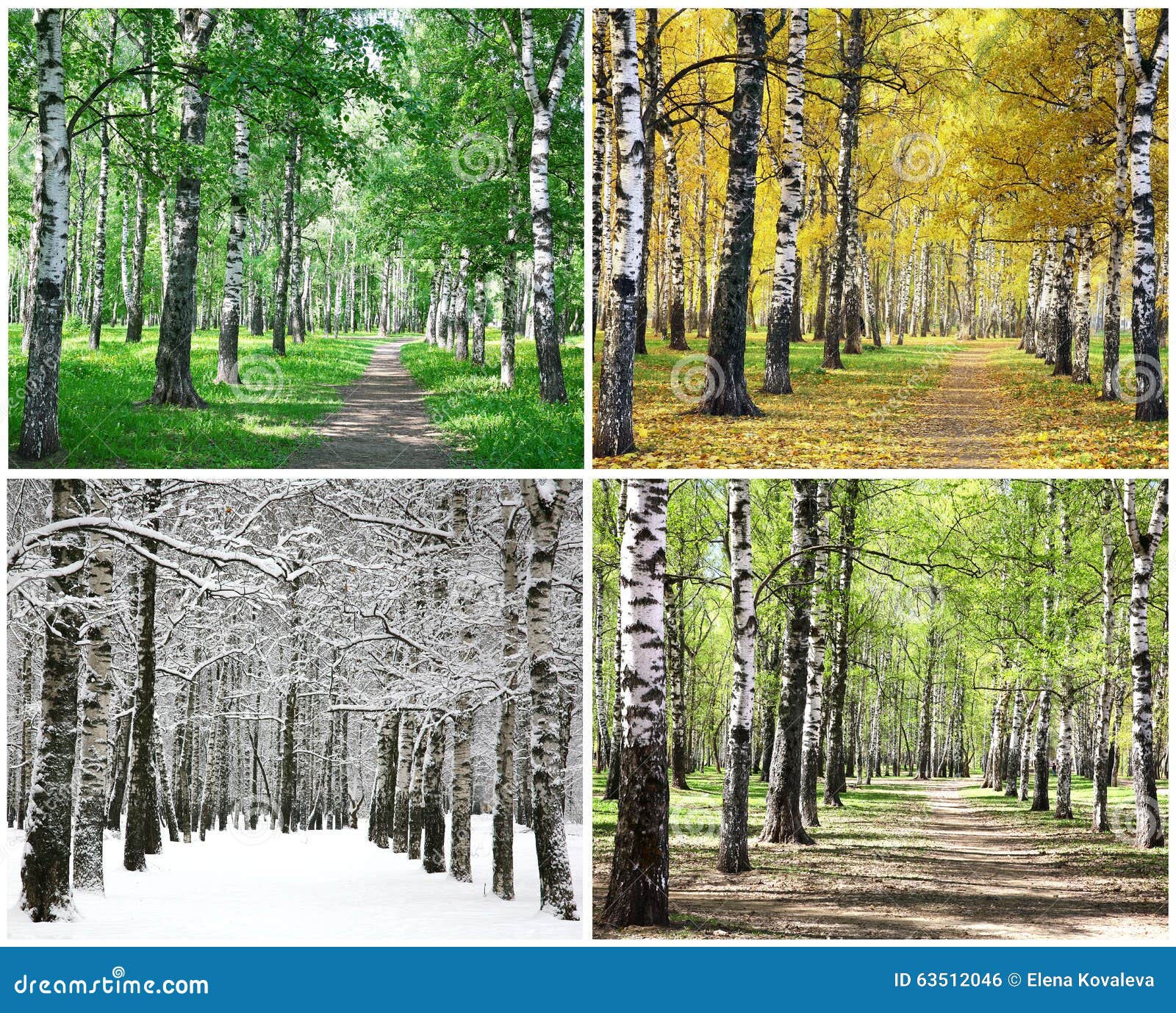Four Seasons of Row Birch Trees Stock Photo - Image of colour, elements ...