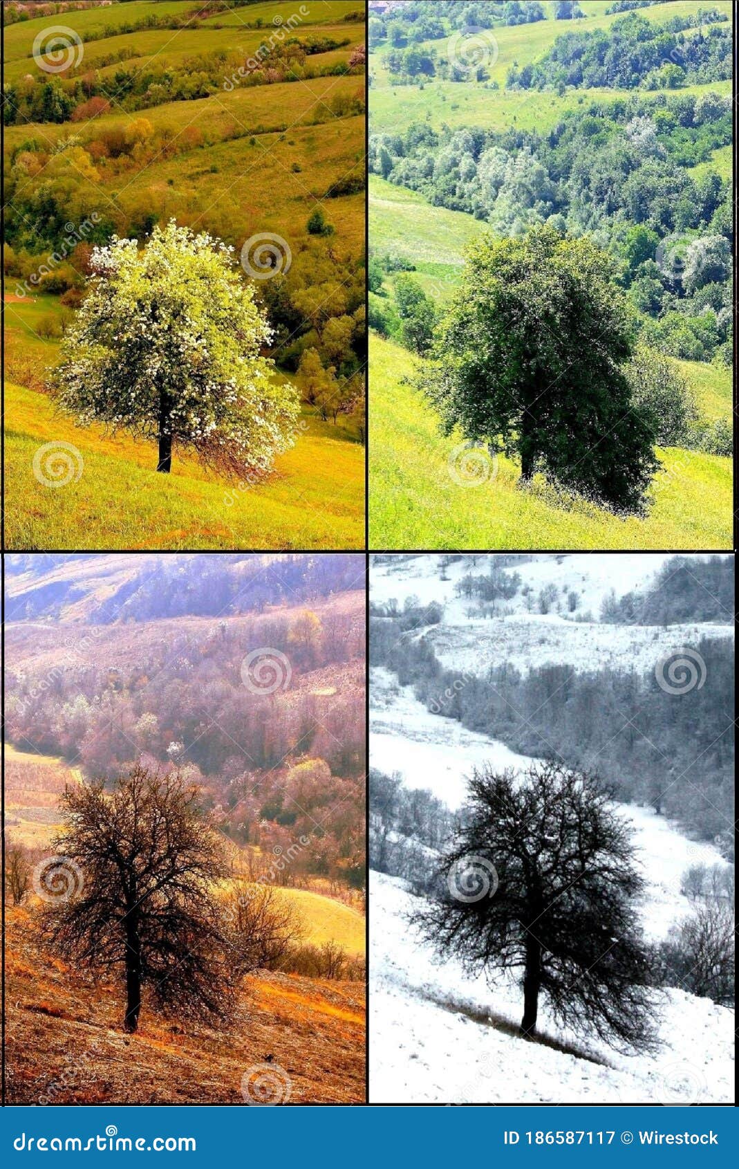 Four Seasons in the Same Place Stock Image - Image of lapse, concept ...