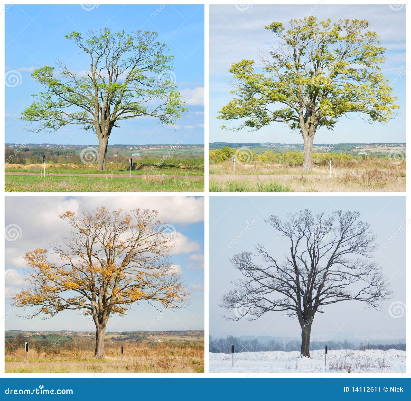 Four seasons tree stock image. Image of autumn, poland - 14112611