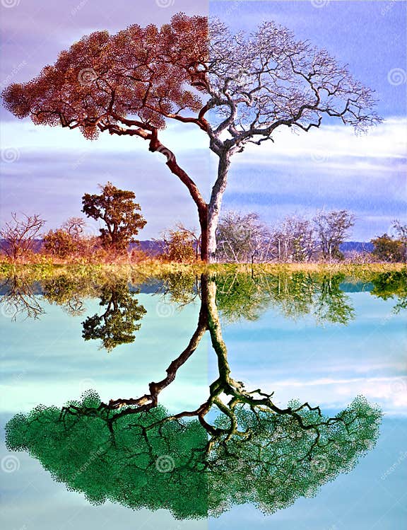 Four seasons tree stock image. Image of concept, seasons - 8830679