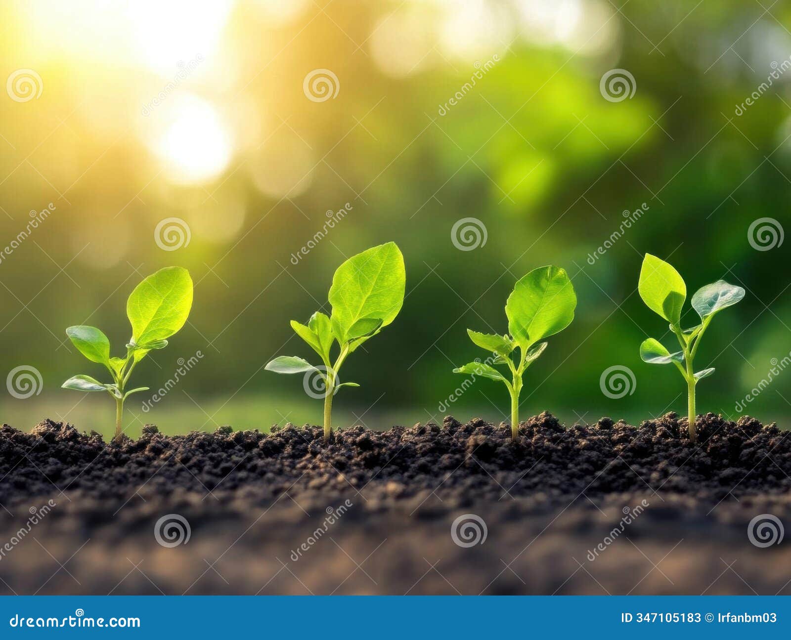 Four Seedlings Growing in Soil - a Symbol of Growth, Progress, and Hope ...