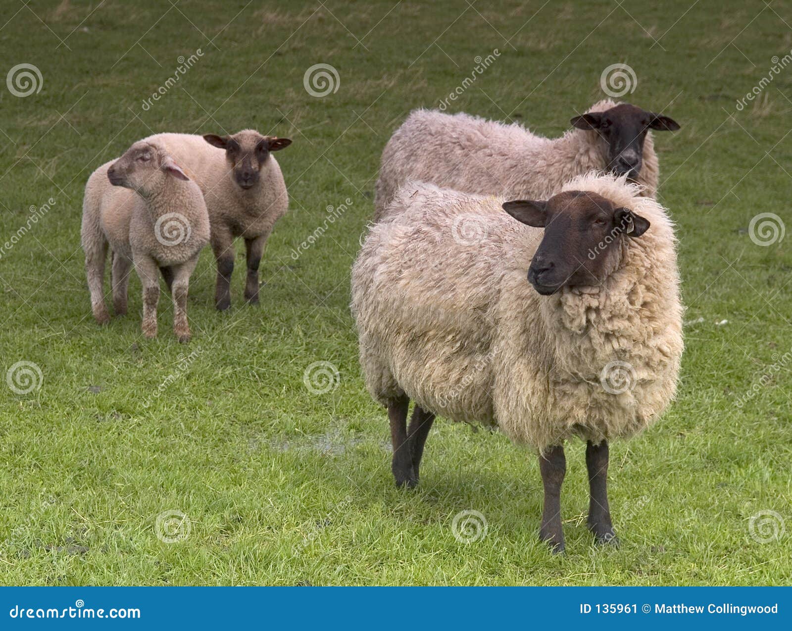 Four Sheep stock image. Image of produce, farm, mammal - 135961