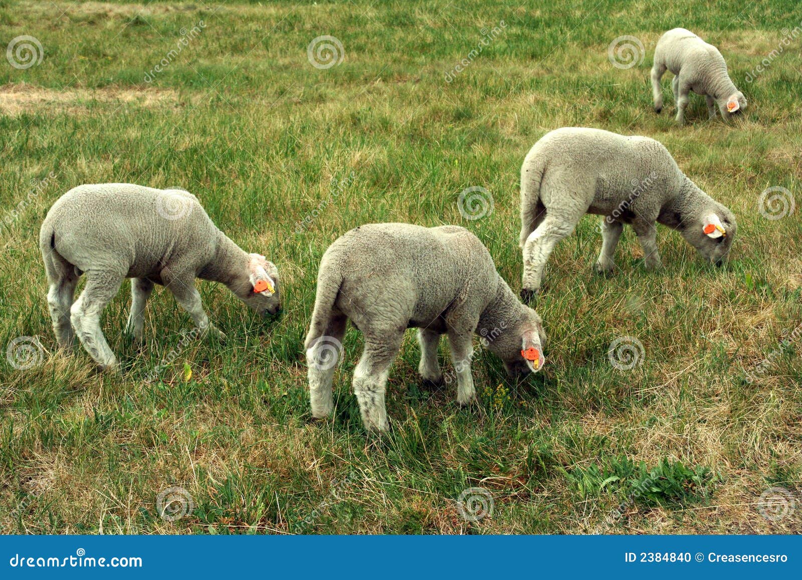 Four Sheep Picture. Image: 2384840