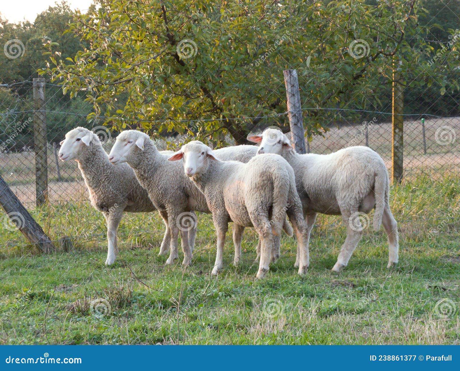 Four sheep stock image. Image of grazing, mammal, animal - 238861377