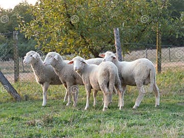 Four sheep stock image. Image of grazing, mammal, animal - 238861377
