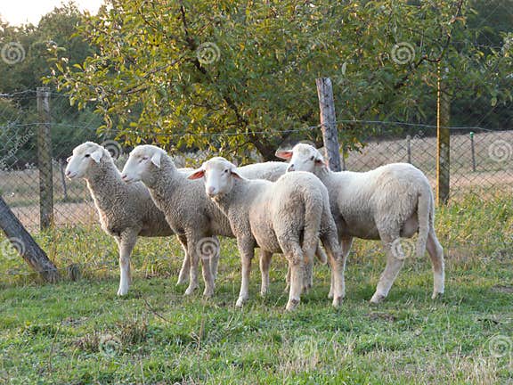 Four sheep stock image. Image of grazing, mammal, animal - 238861377