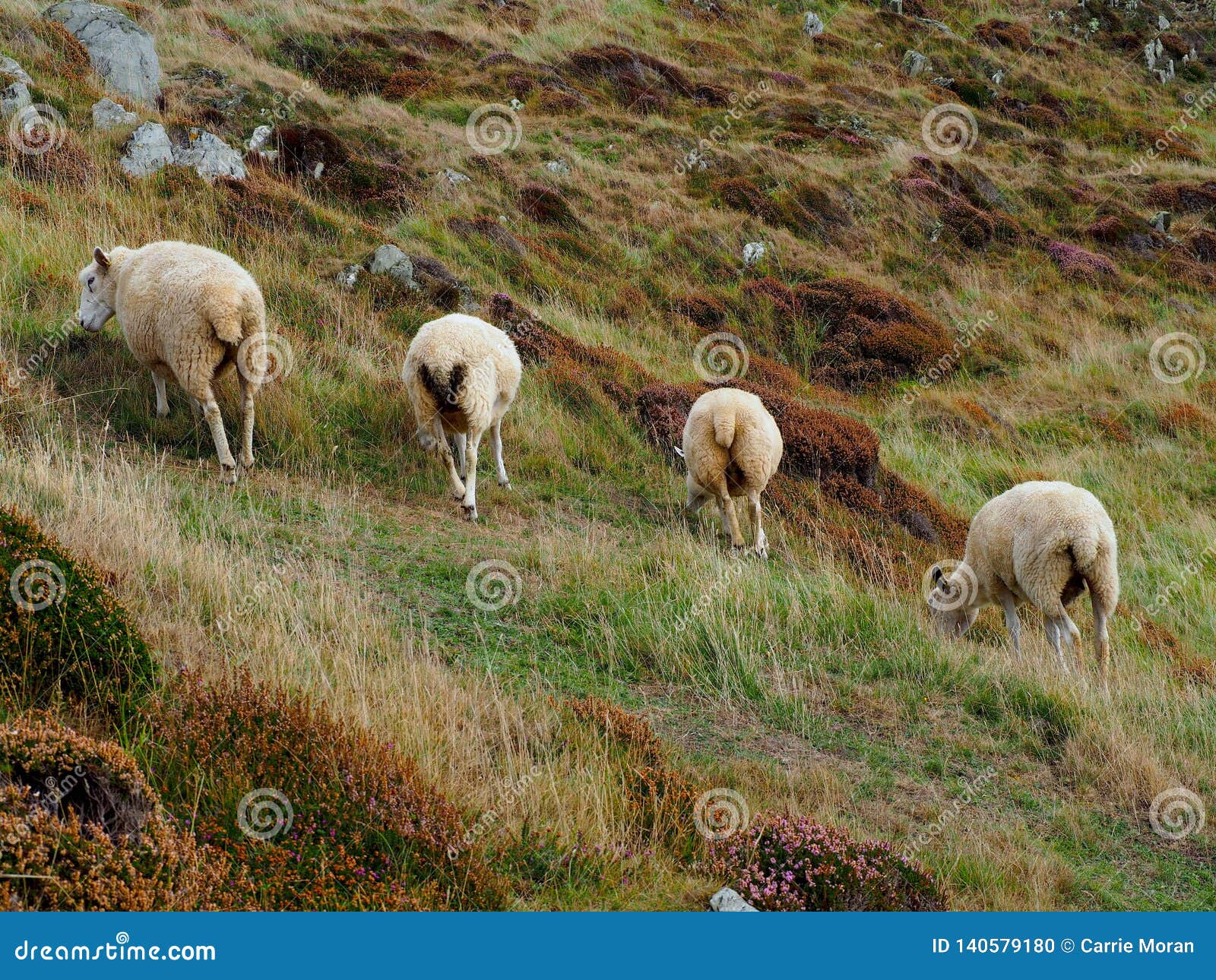 Four Sheep Grazing in a Meadow Stock Photo - Image of nature, mossy ...