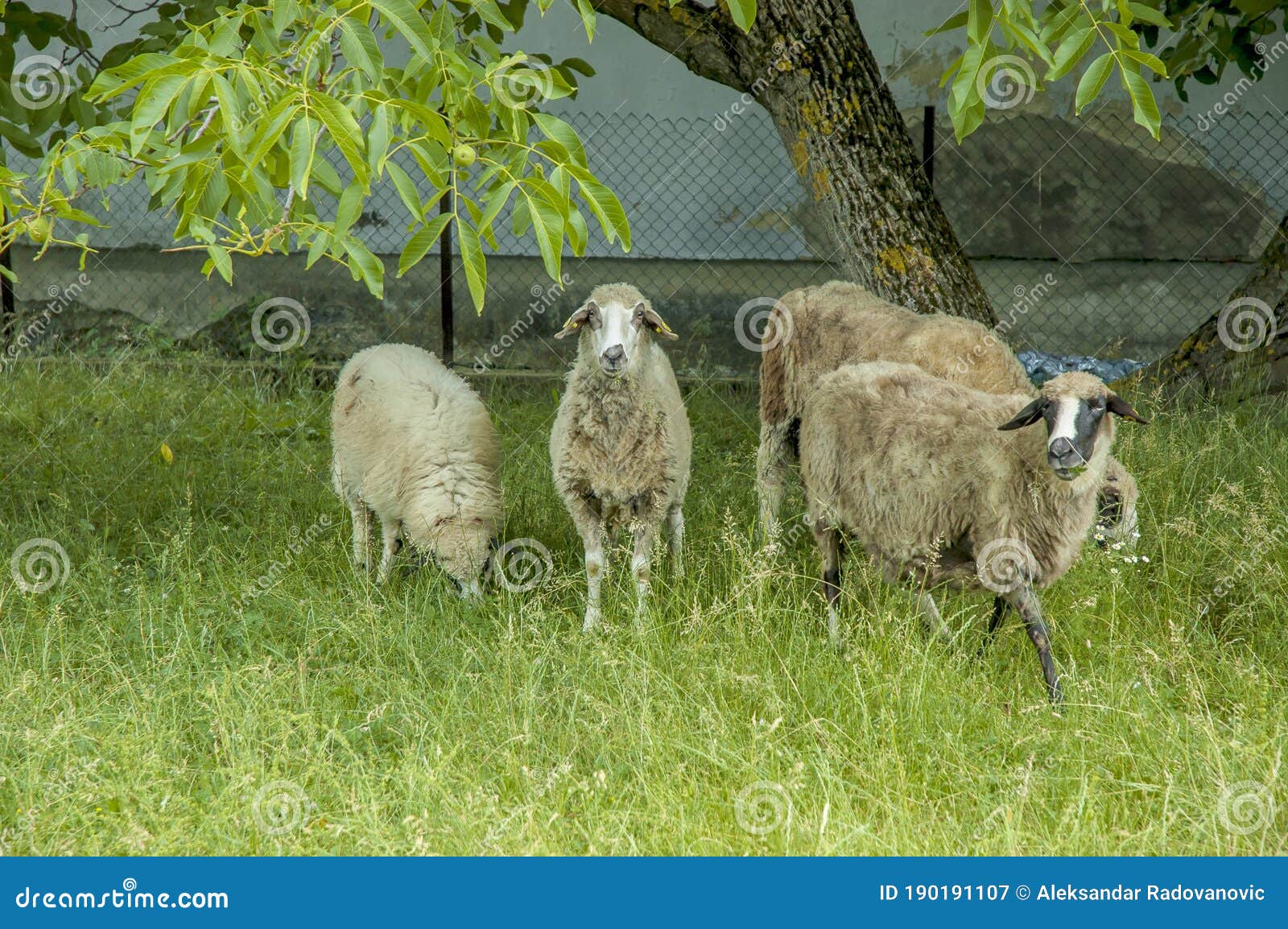 Four Sheep Walking In A Row In A Dry Farm Paddock Royalty-Free Stock ...