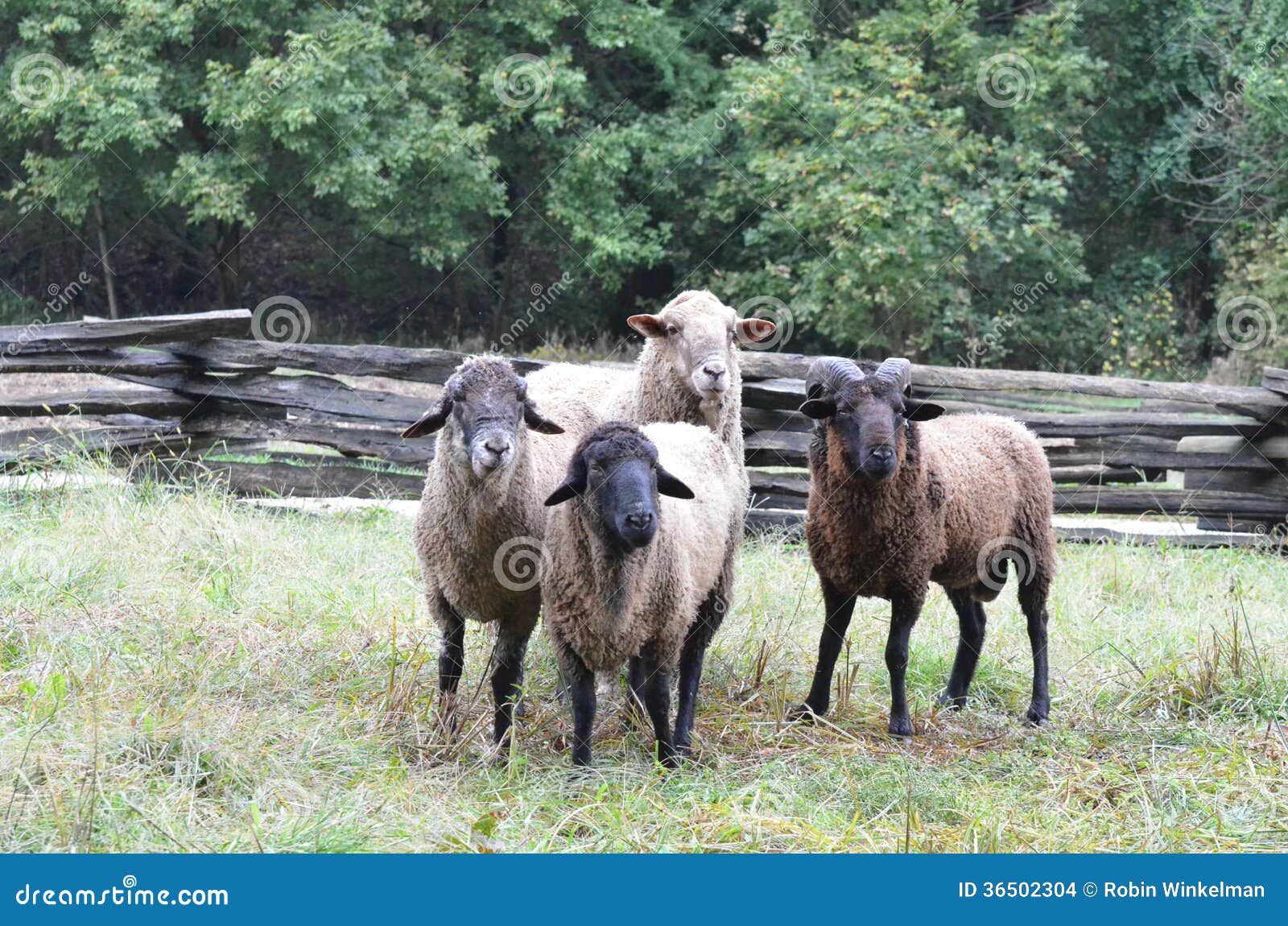 Four sheep stock photo. Image of shaggy, tree, brown - 36502304