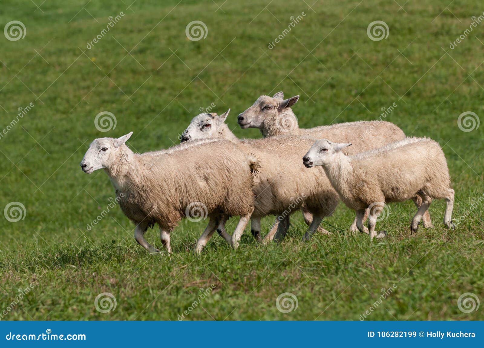 Four Sheep Walking In A Row In A Dry Farm Paddock Royalty-Free Stock ...