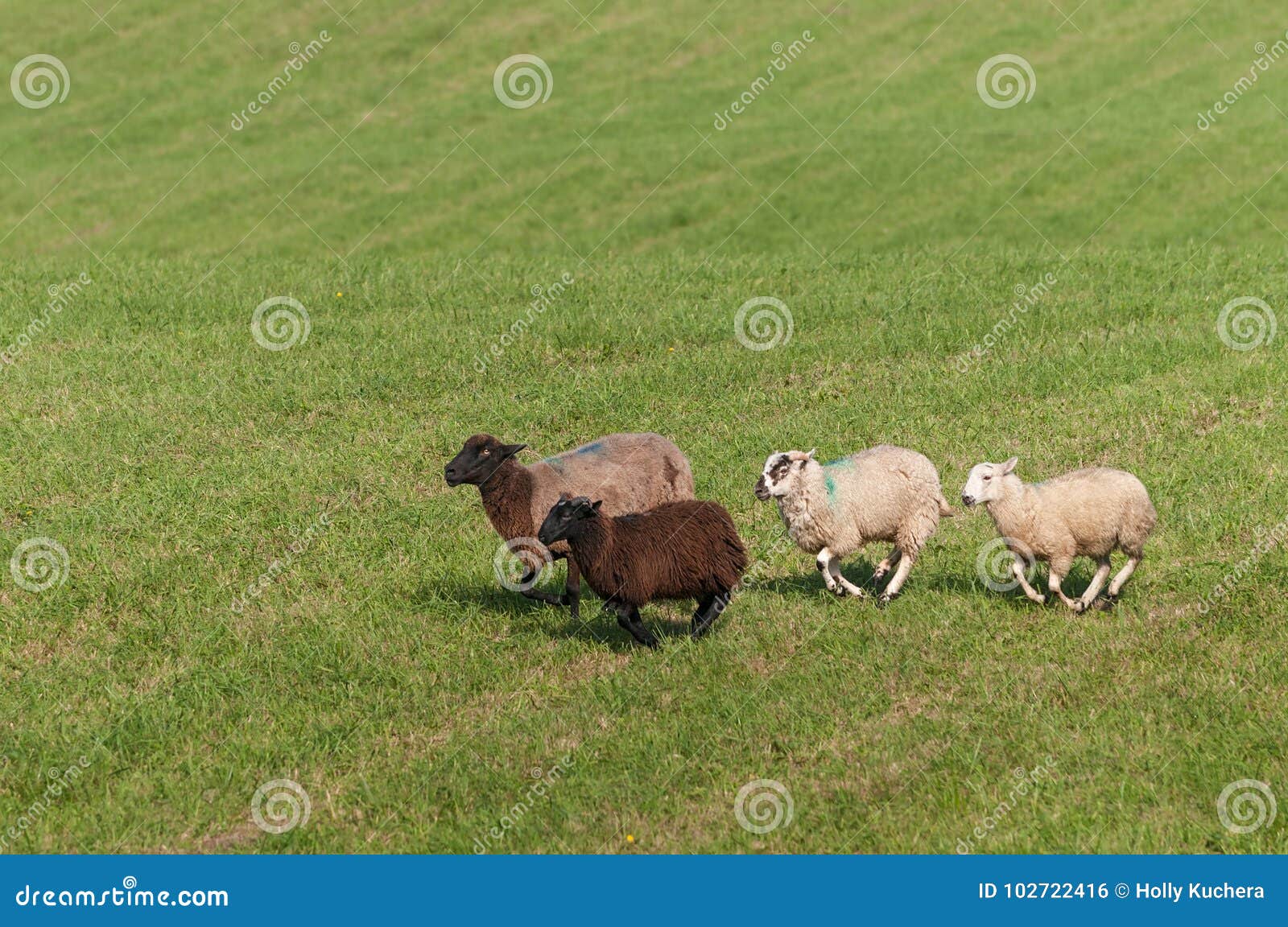 Four Sheep Walking In A Row In A Dry Farm Paddock Royalty-Free Stock ...
