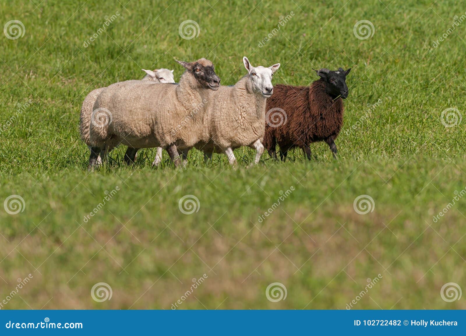 Walk Up Of Herding Dog To Group Of Sheep (Ovis Aries) Royalty-Free ...