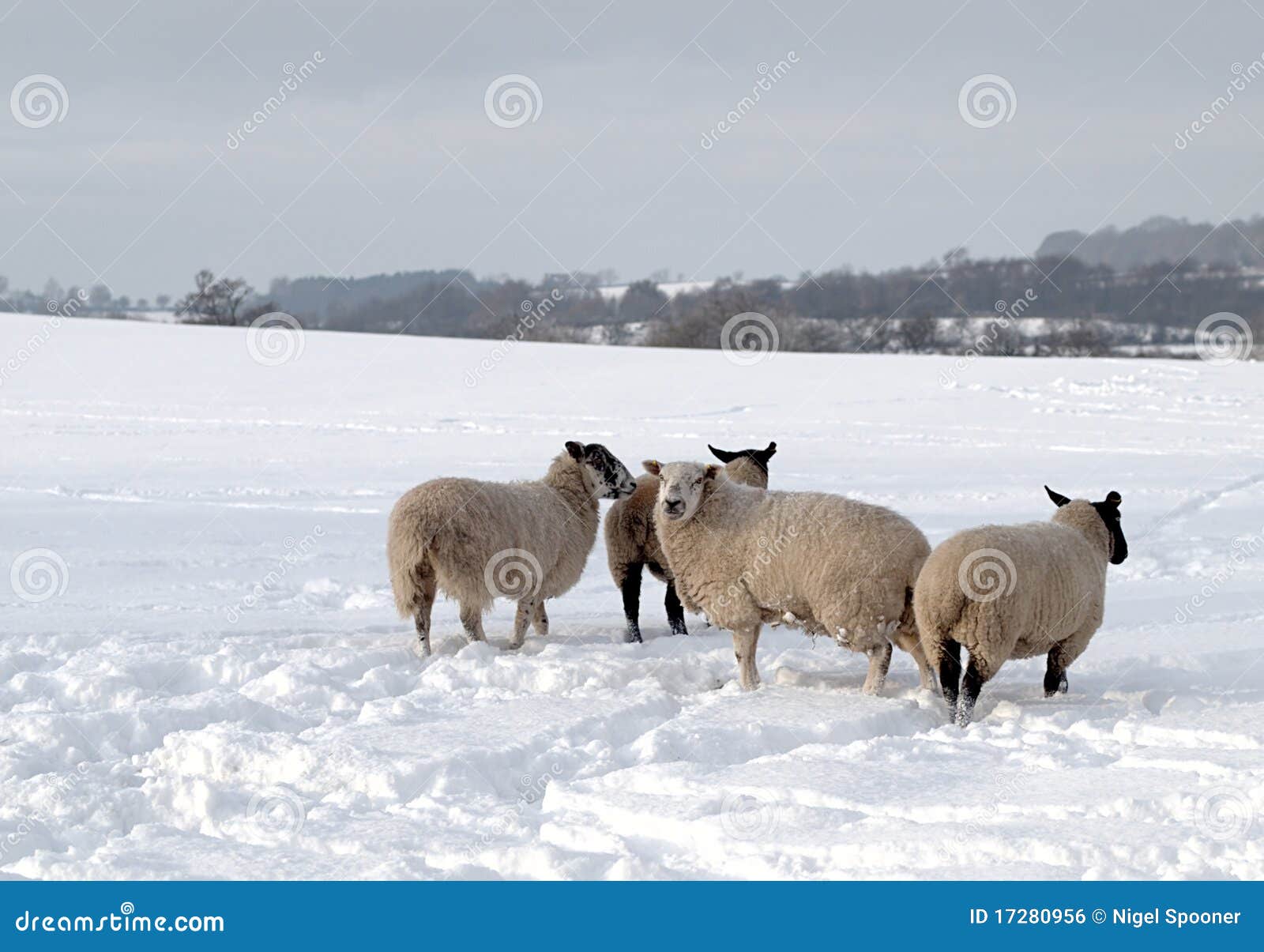 Four Sheep in the Snow stock photo. Image of freeze, snow - 17280956
