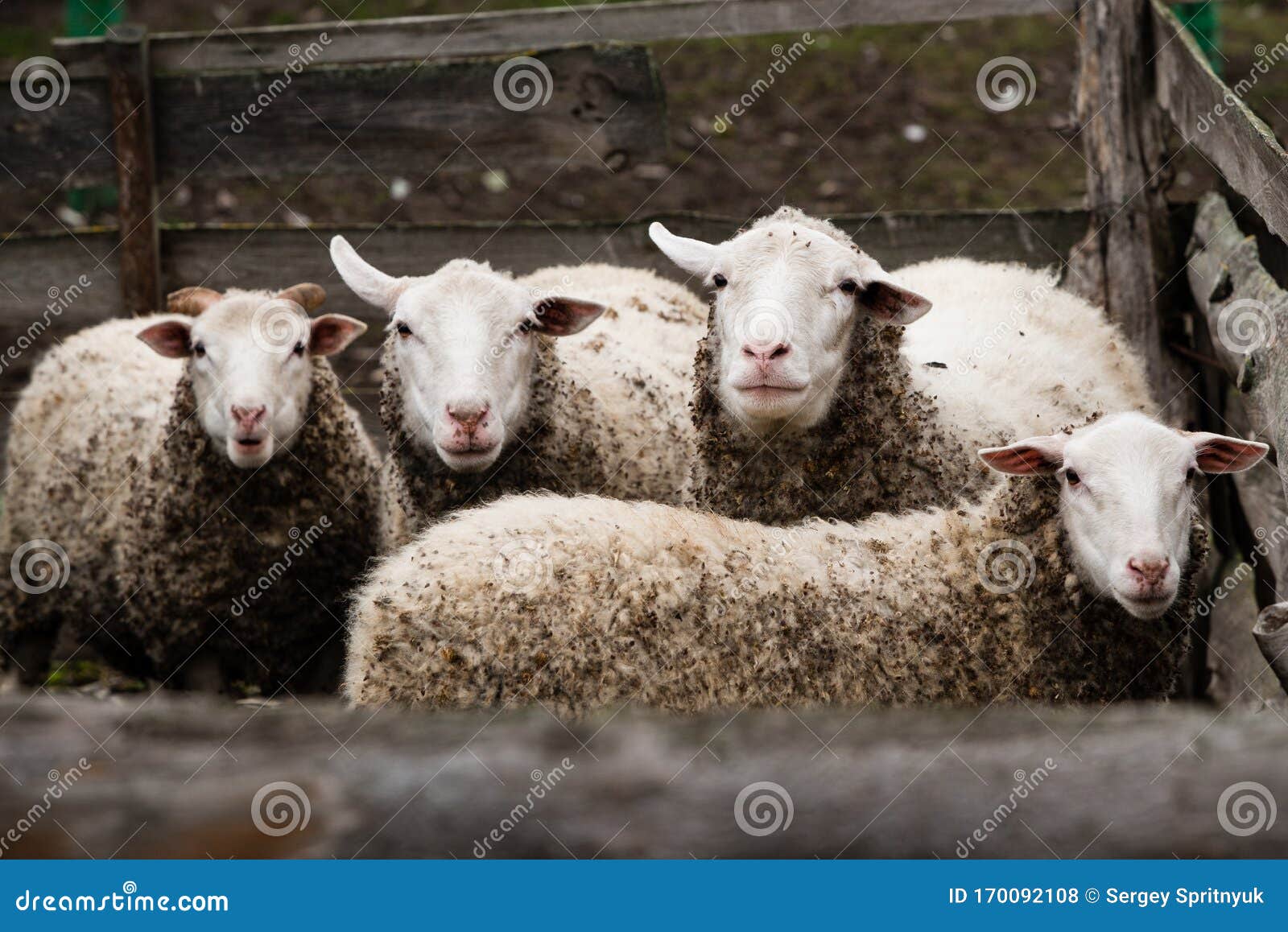 Four Sheep Stand in a Paddock and are Looking Forward Stock Photo ...