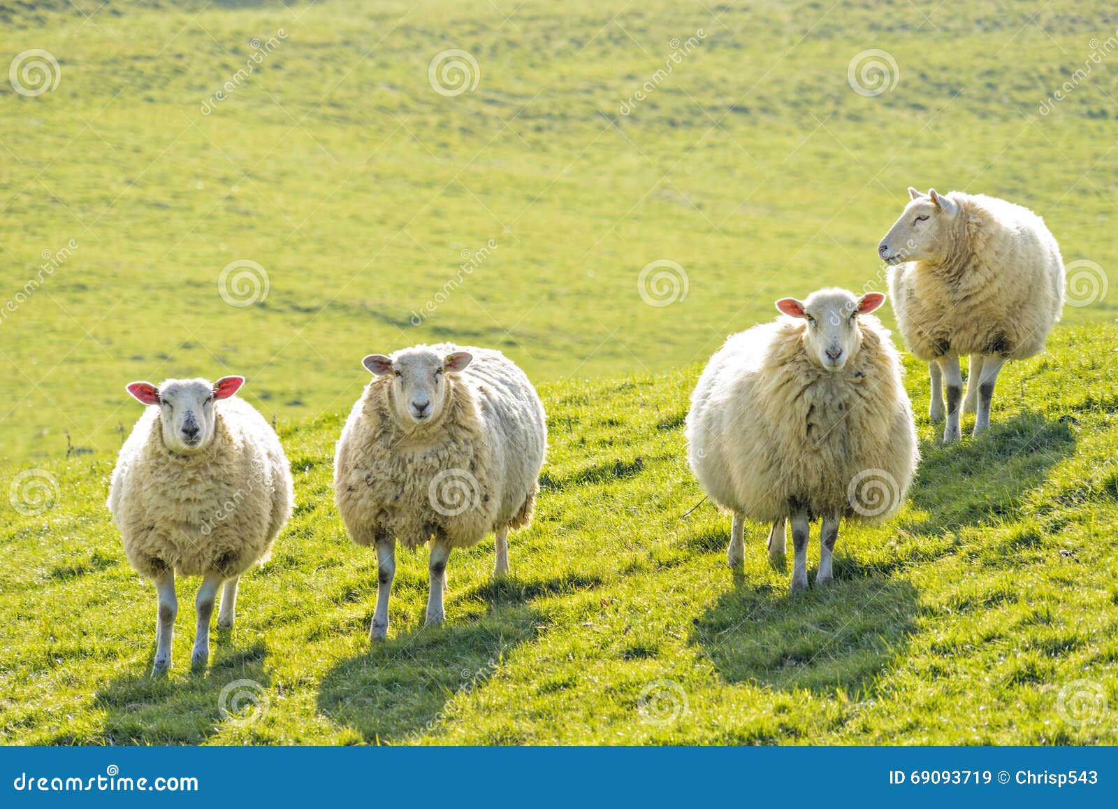 Four Sheep Standing Facing Camera Stock Image - Image of grass ...