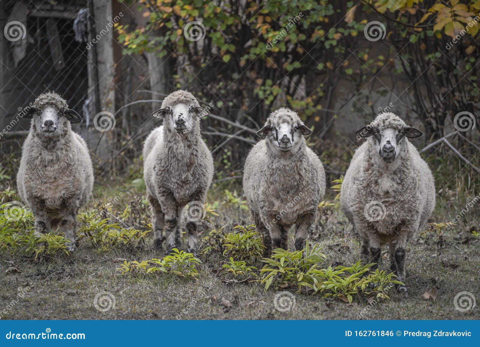 Four sheep are standing stock photo. Image of land, animals - 162761846