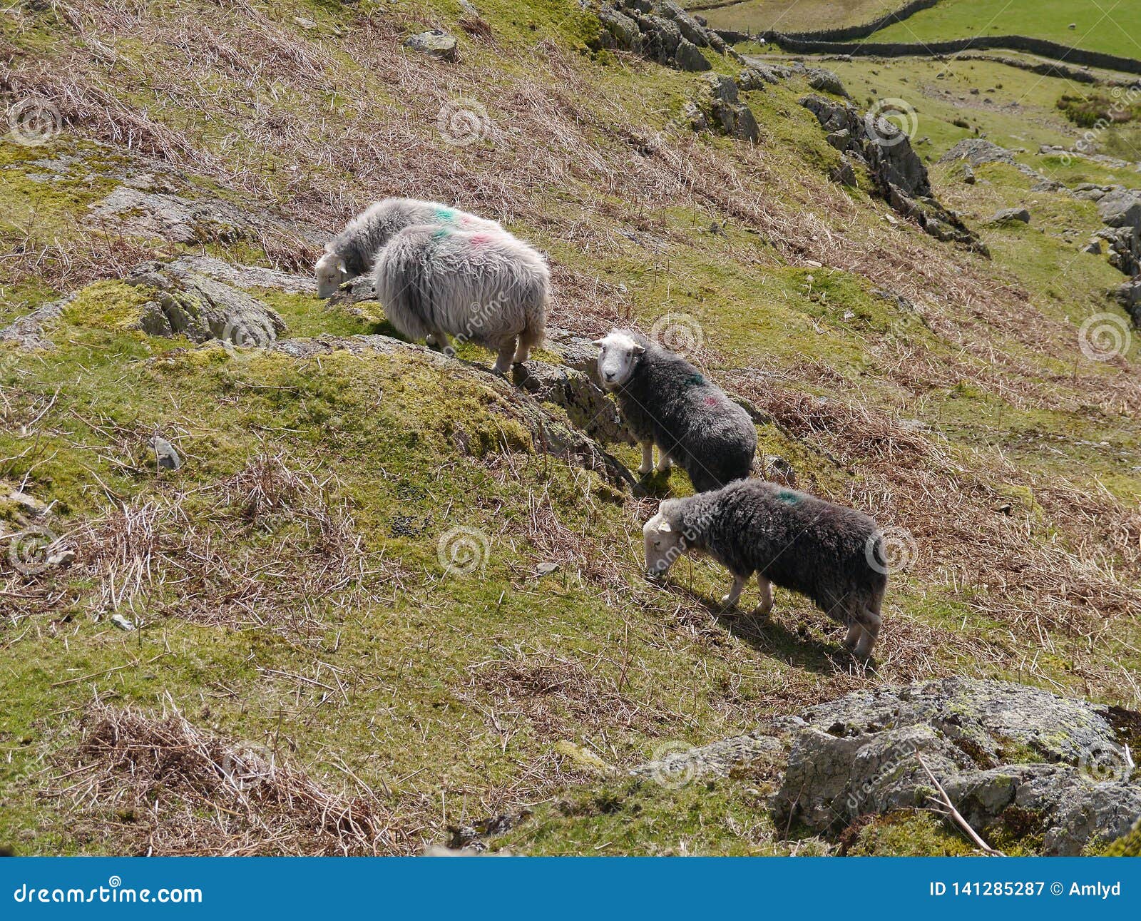 Sheep on hillside stock image. Image of country, picturesque - 141285287