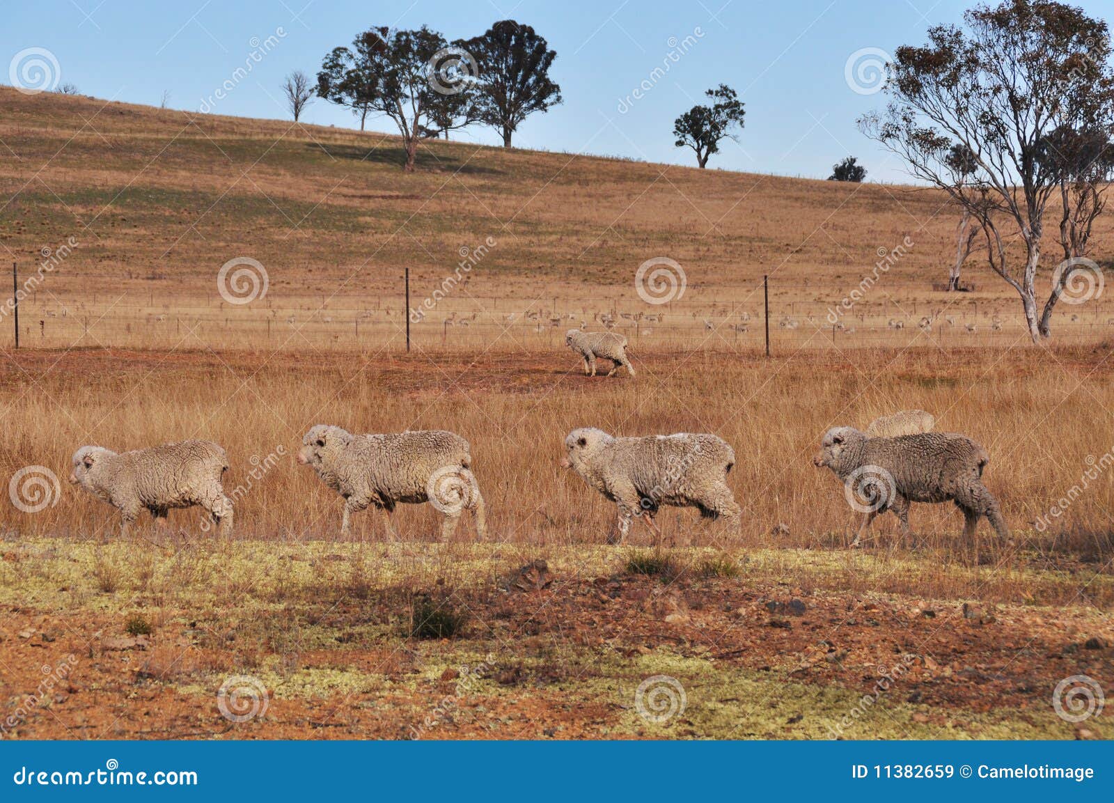 Four Sheep Walking In A Row In A Dry Farm Paddock Royalty-Free Stock ...
