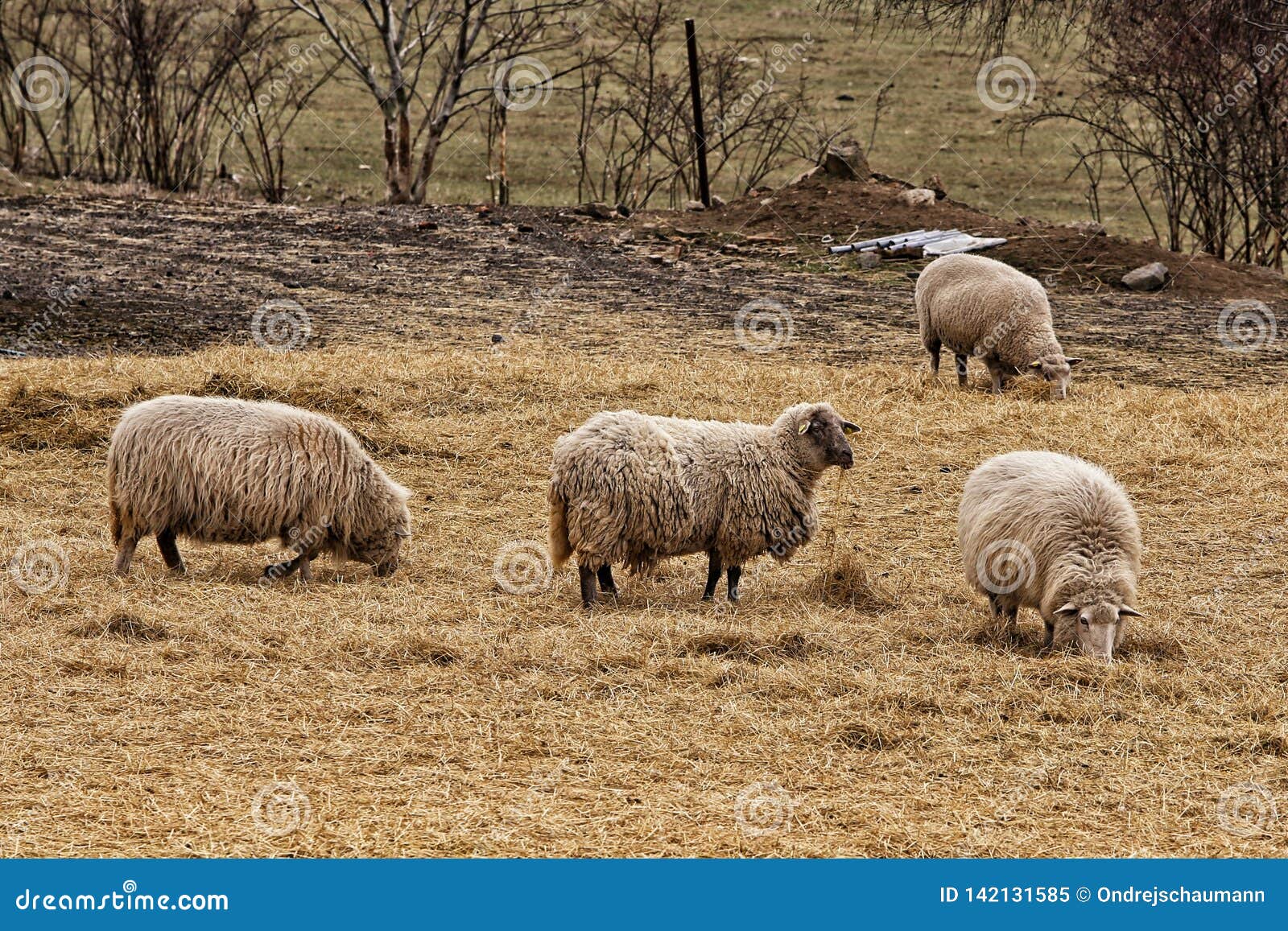 Four Sheep on the Yellow Grass and Straw Stock Illustration ...