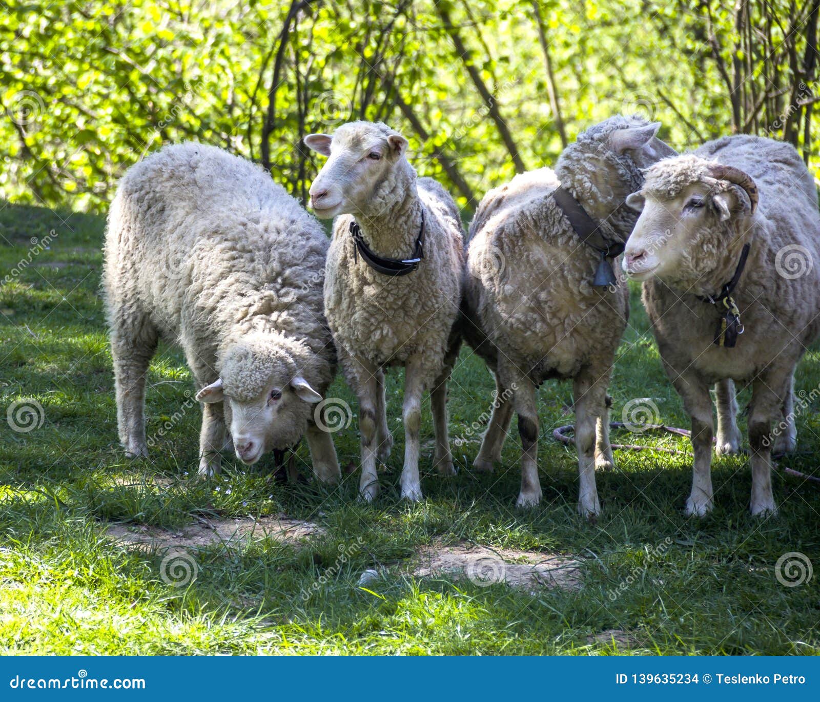 A four sheeps stock photo. Image of group, field, pasture - 139635234