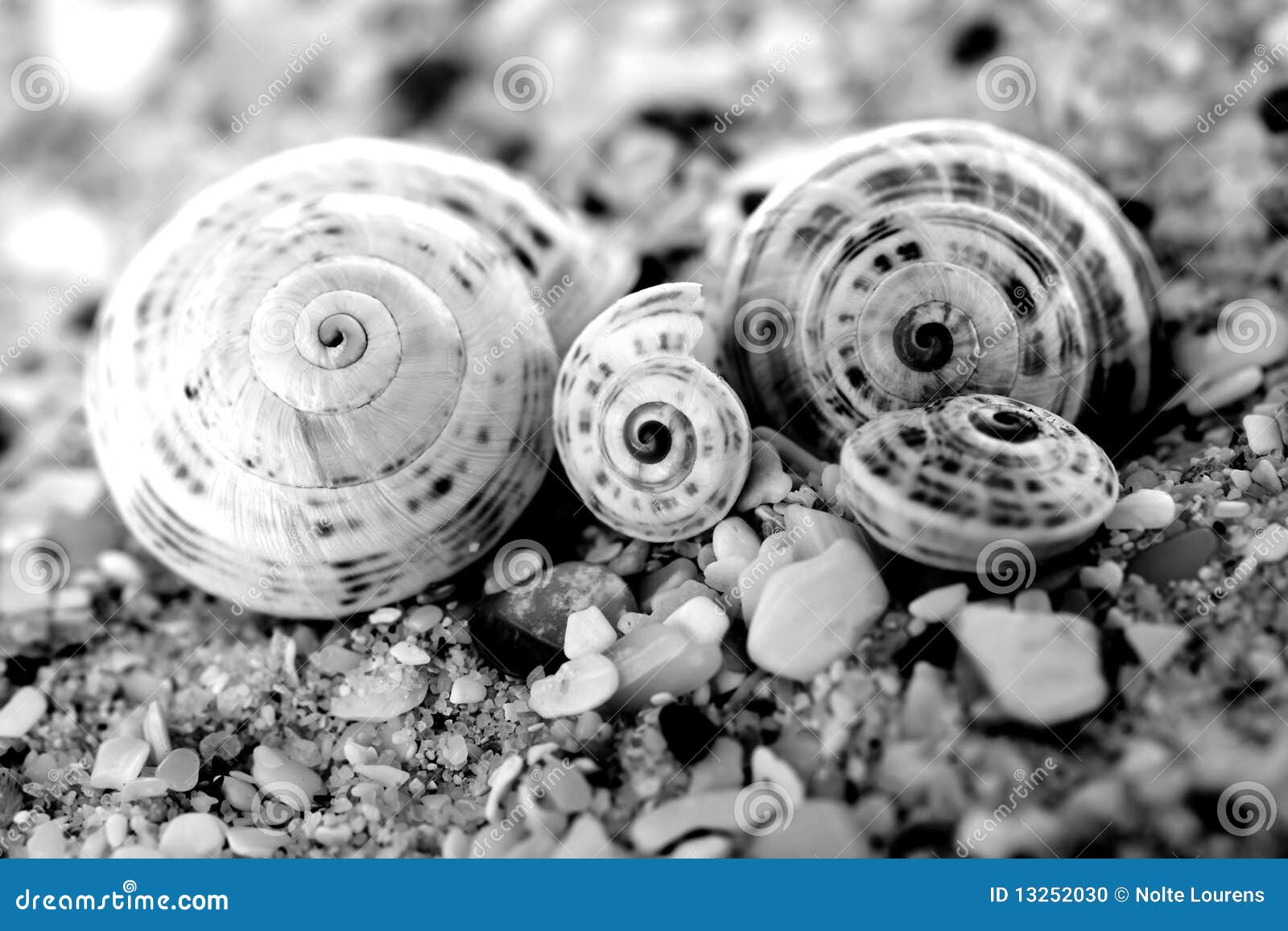 Four shells stock photo. Image of summer, beautiful, shells - 13252030