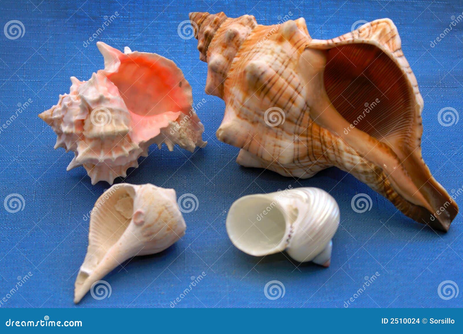 Four Shells Picture. Image: 2510024