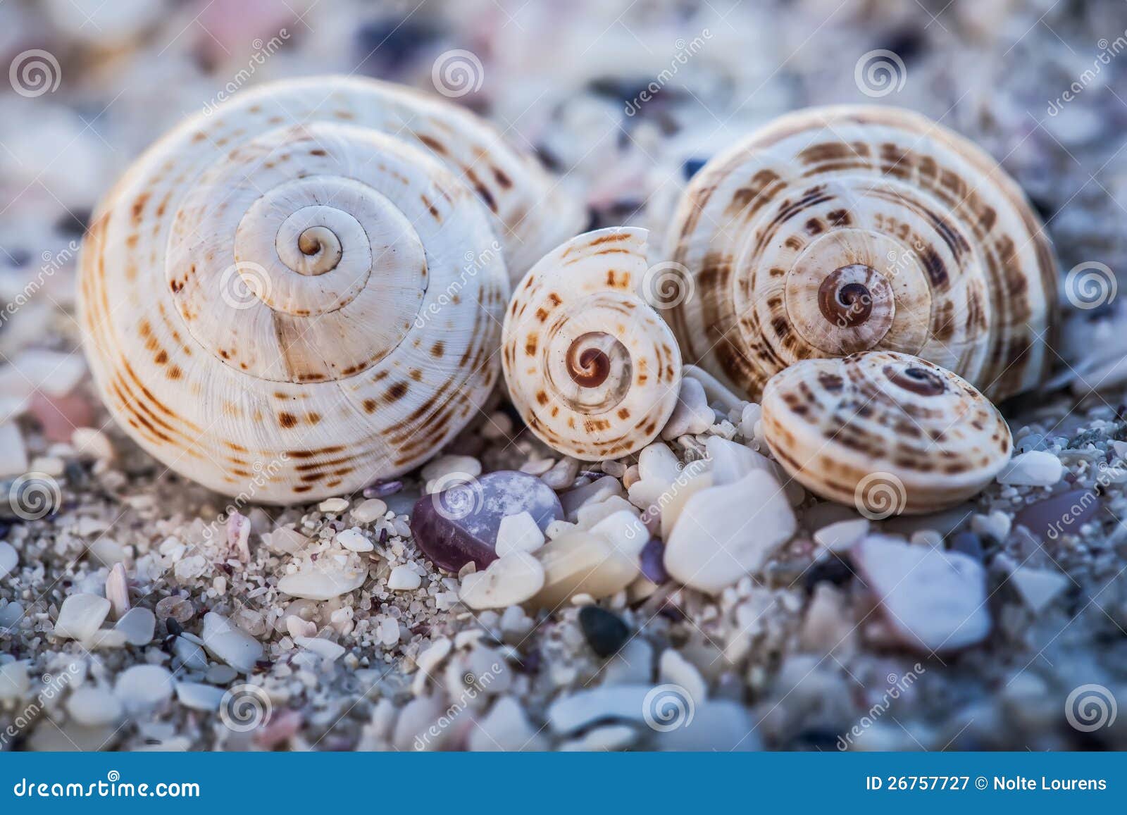 Four Shells stock image. Image of arrangement, health - 26757727