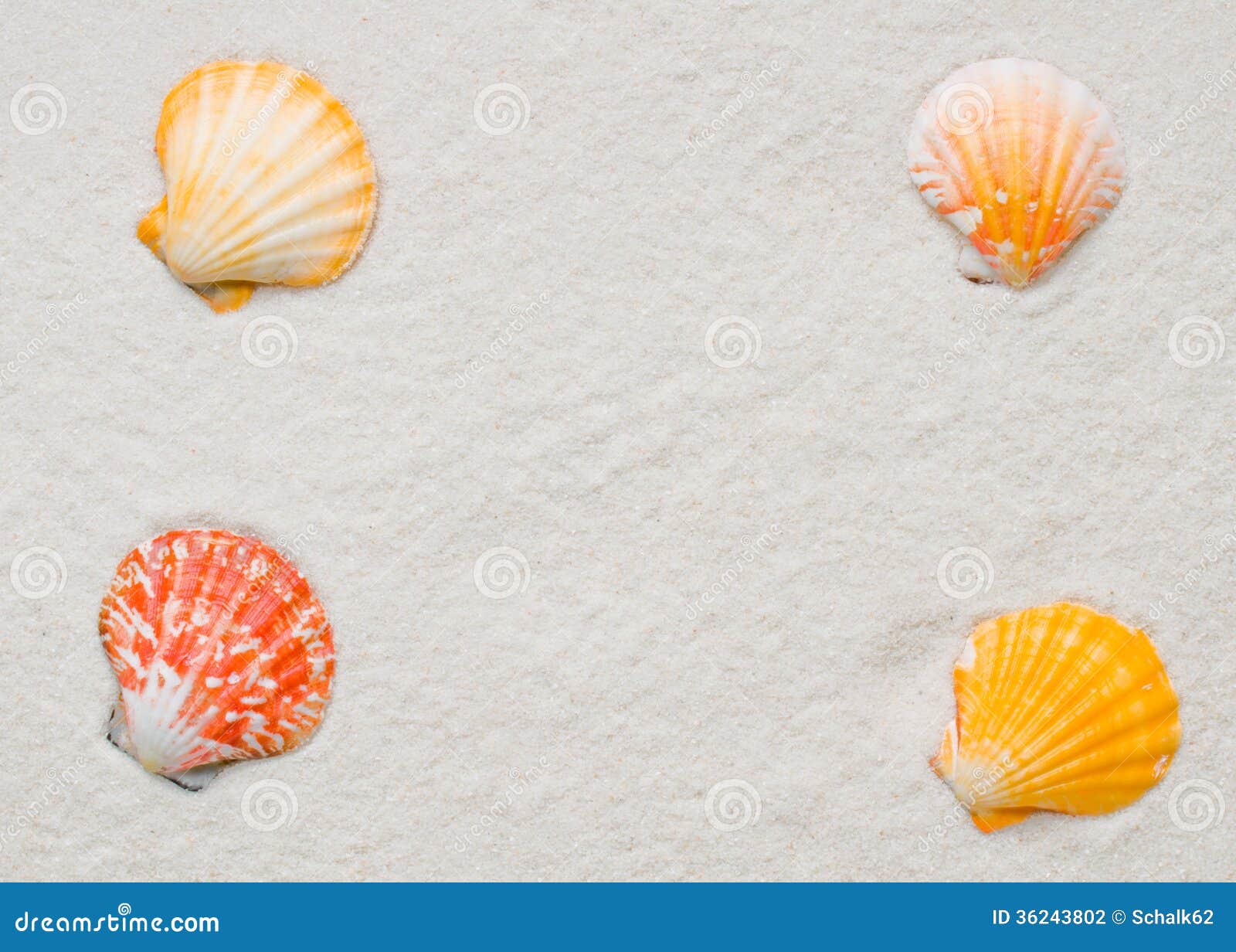Four shells stock photo. Image of space, textured, structured - 36243802
