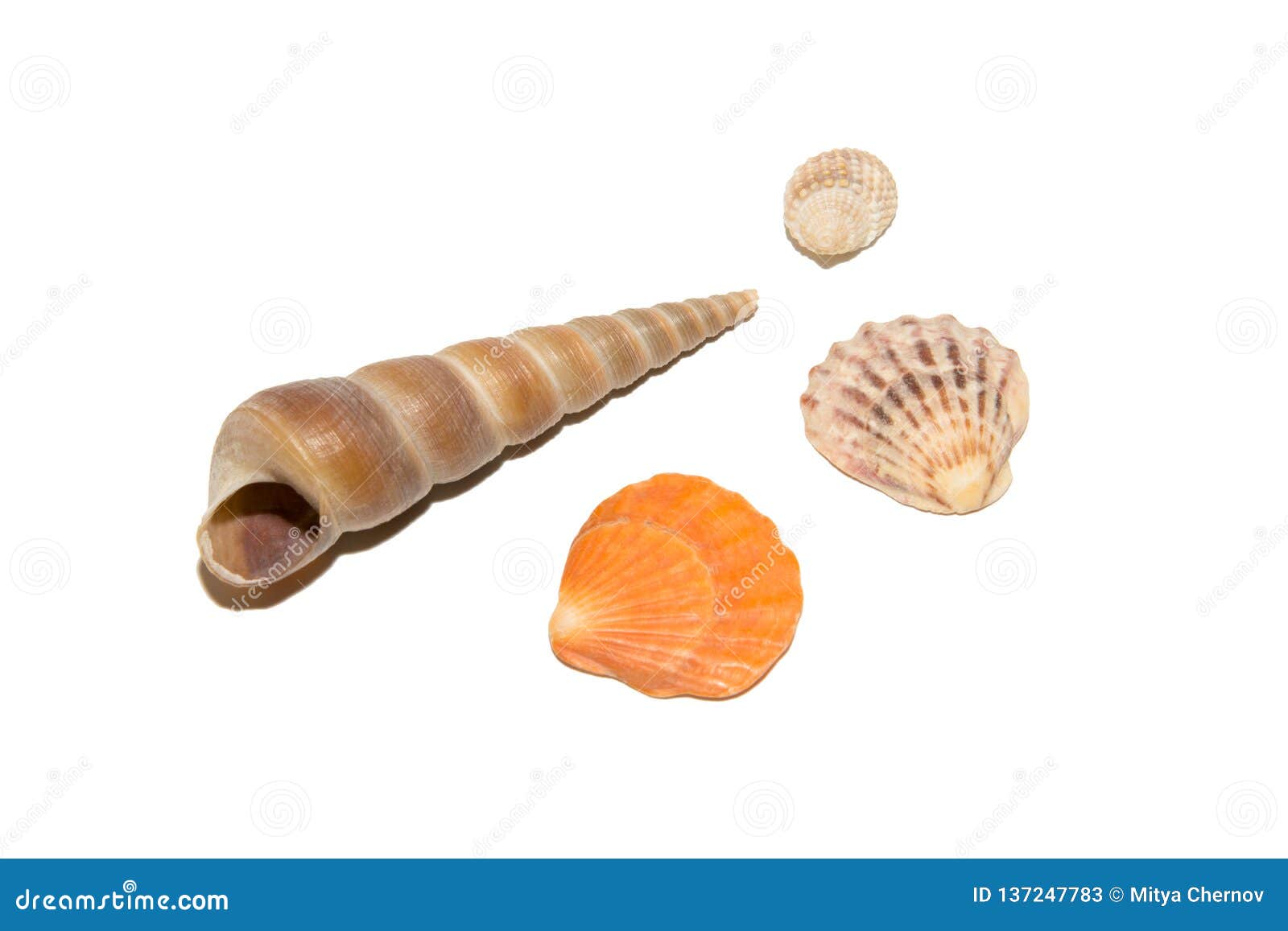 Four Shells of Different Sizes and Shapes. Stock Image - Image of ...