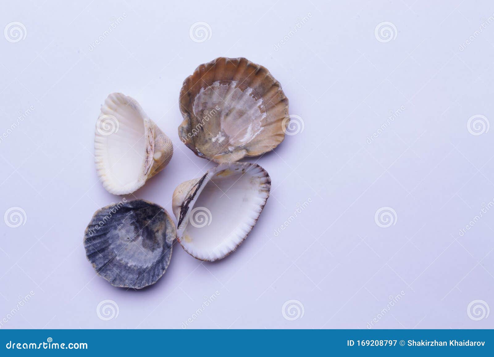 Four Shells with an Interesting Structure and Pattern Stock Image ...