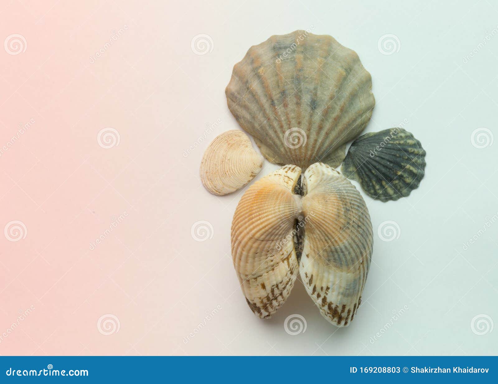 Four Shells with an Interesting Structure and Pattern Stock Image ...
