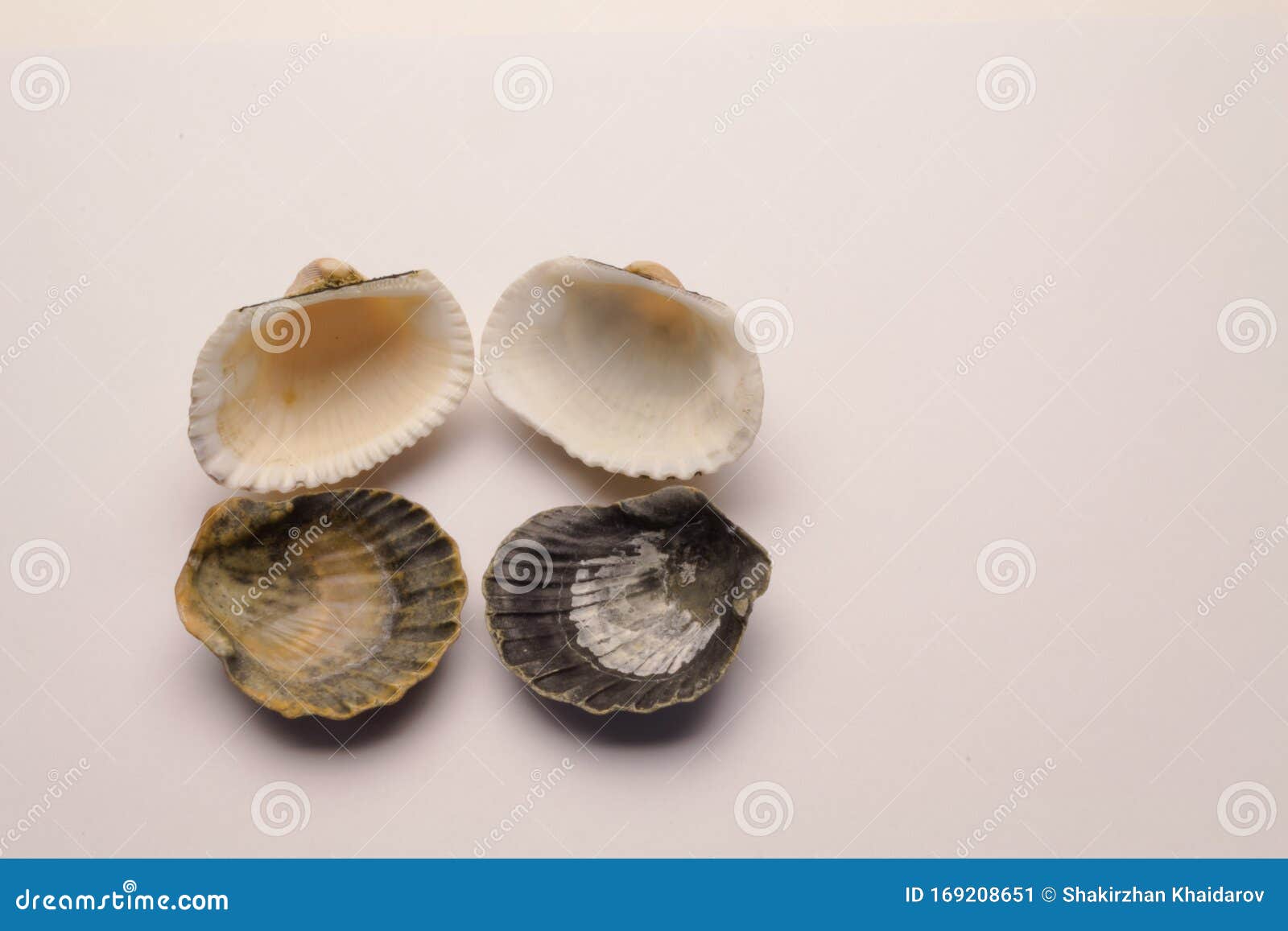 Four Shells with an Interesting Structure and Pattern Stock Image ...