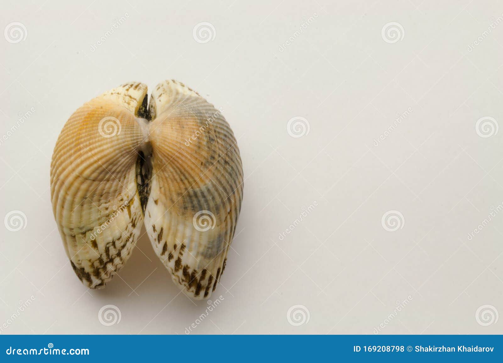 Four Shells with an Interesting Structure and Pattern Stock Photo ...