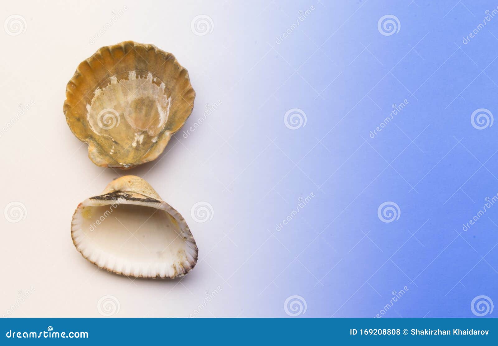 Four Shells with an Interesting Structure and Pattern Stock Photo ...