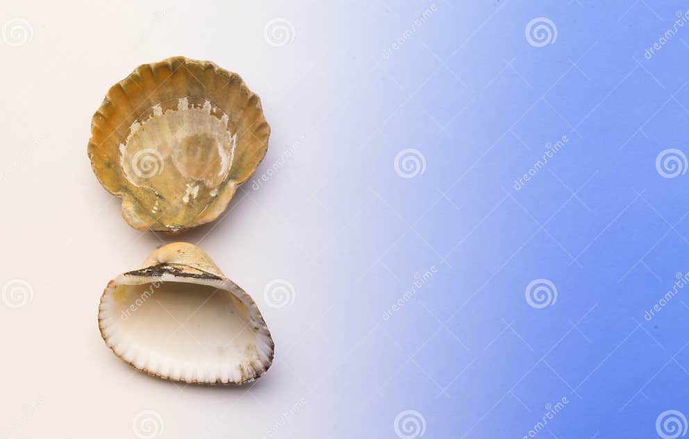 Four Shells with an Interesting Structure and Pattern Stock Photo ...