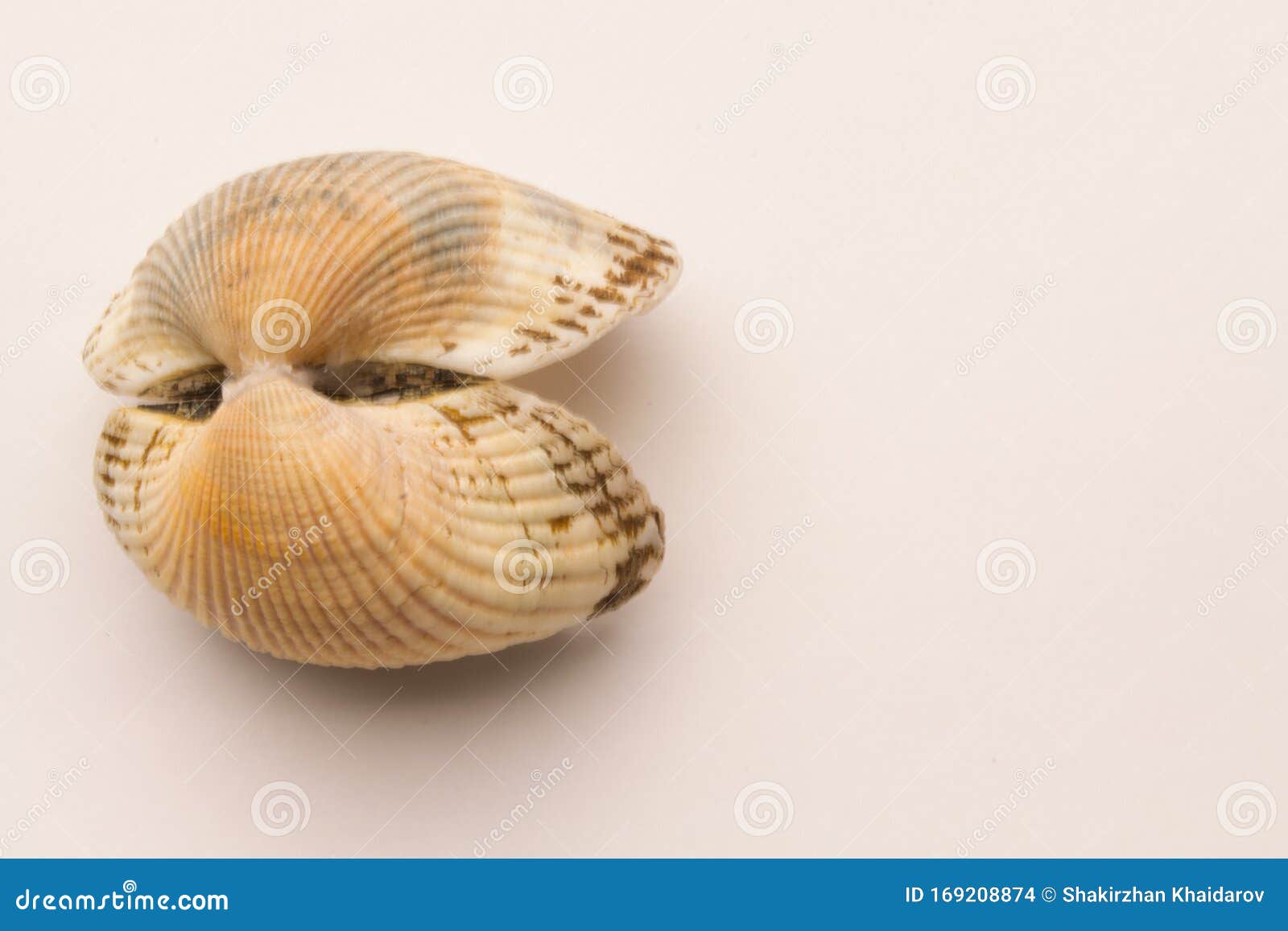 Four Shells with an Interesting Structure and Pattern Stock Photo ...
