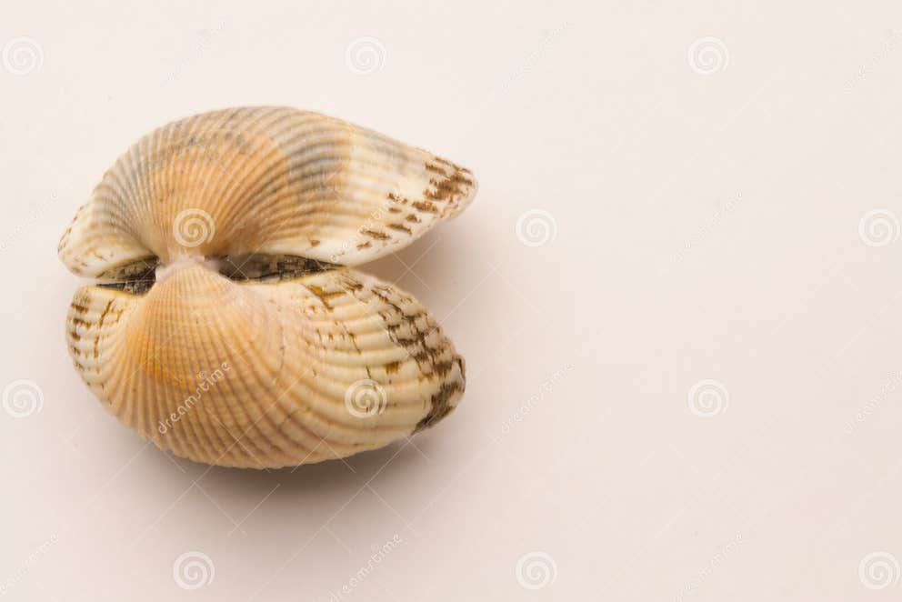 Four Shells with an Interesting Structure and Pattern Stock Photo ...
